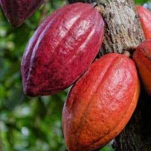 Cacao forastero (Theobroma cacao) tropical live fruit tree 1’-2’ feet ...