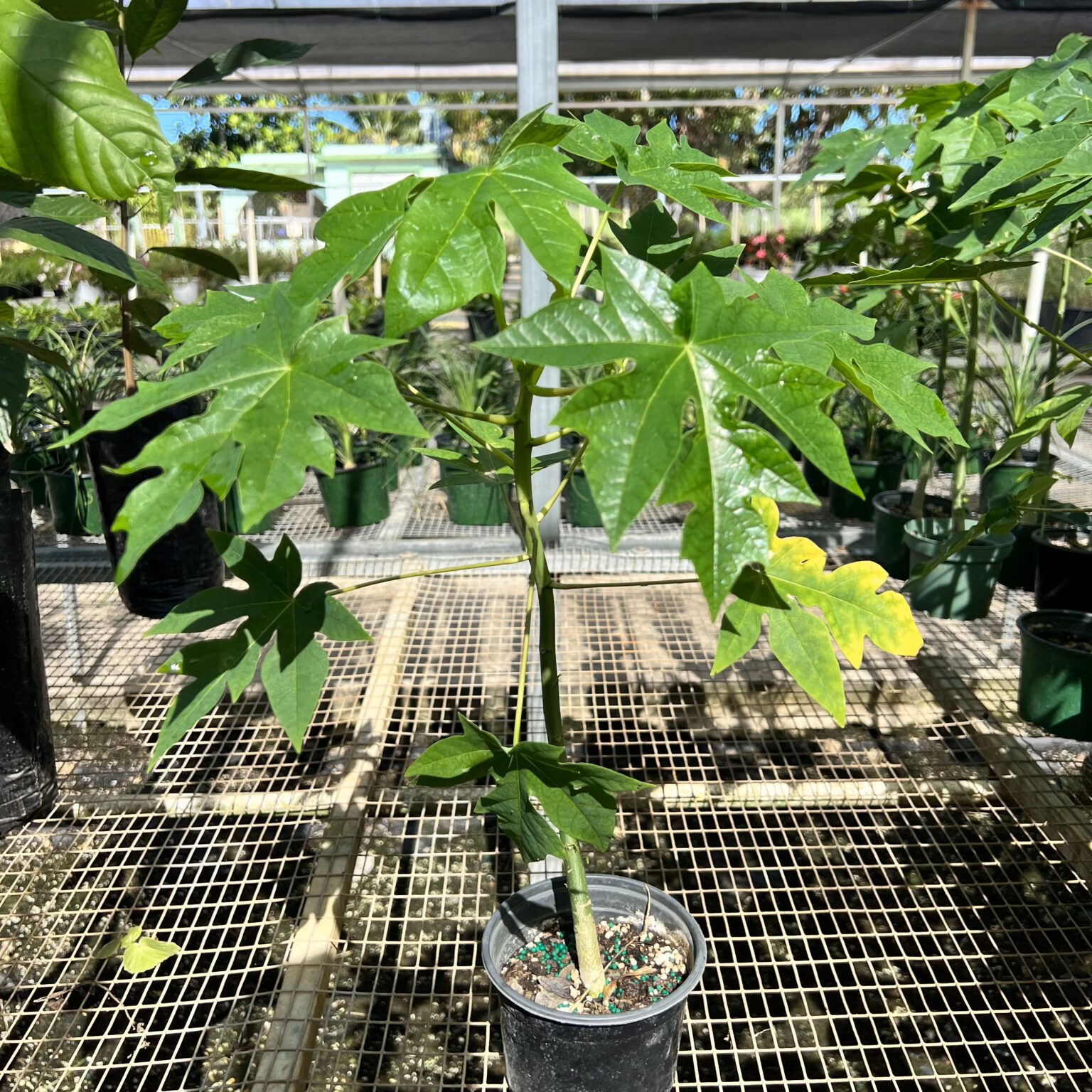 Largest giant banana live fruit plant ( musa ingens) seedlings ...