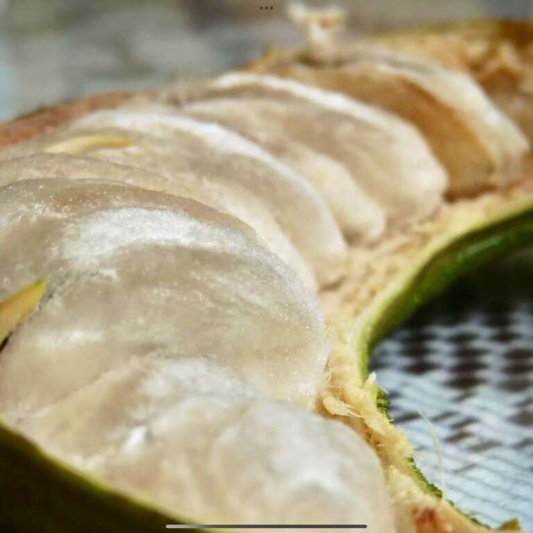 Jumbo Ice Cream Bean Tree (inga edulis) Guama machete tropical fruit ...