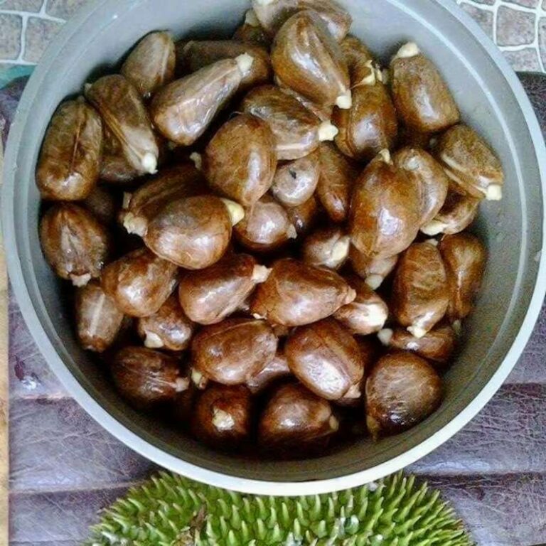 20 Breadfruit seeds (Artocarpus camansi ) » Tropical Plantae
