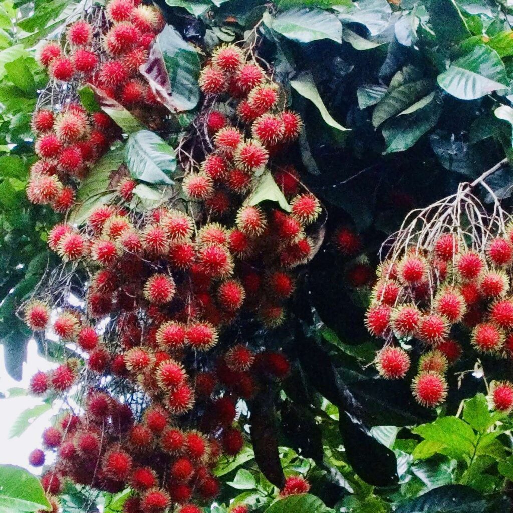 Red Rambután (Nephelium lappaceum) exotic fruit live tree 12”-24 ...