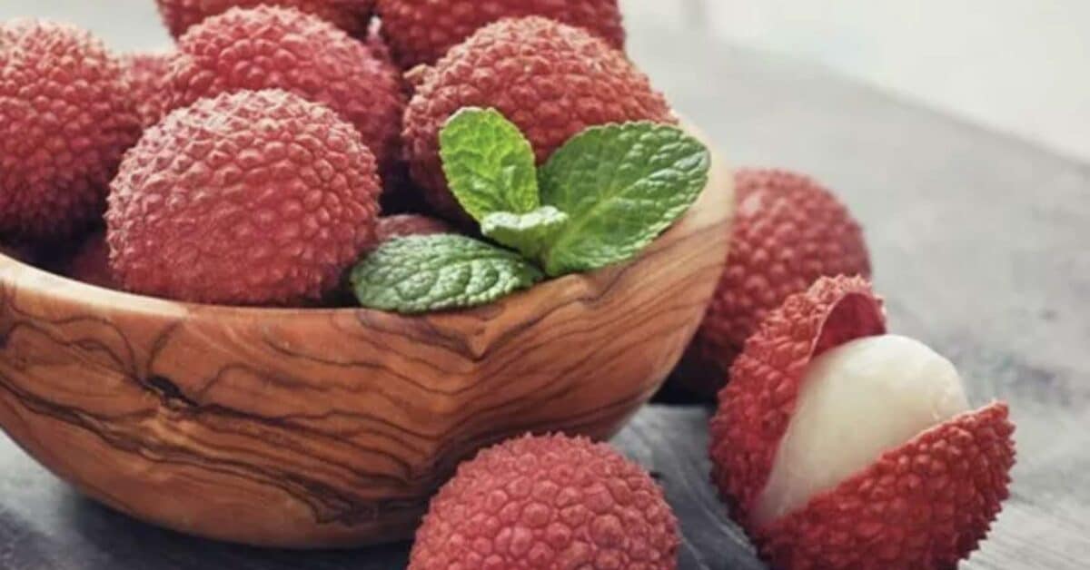 Lychee (Litchi chinensis) tropical live fruit tree large rooted cutting ...