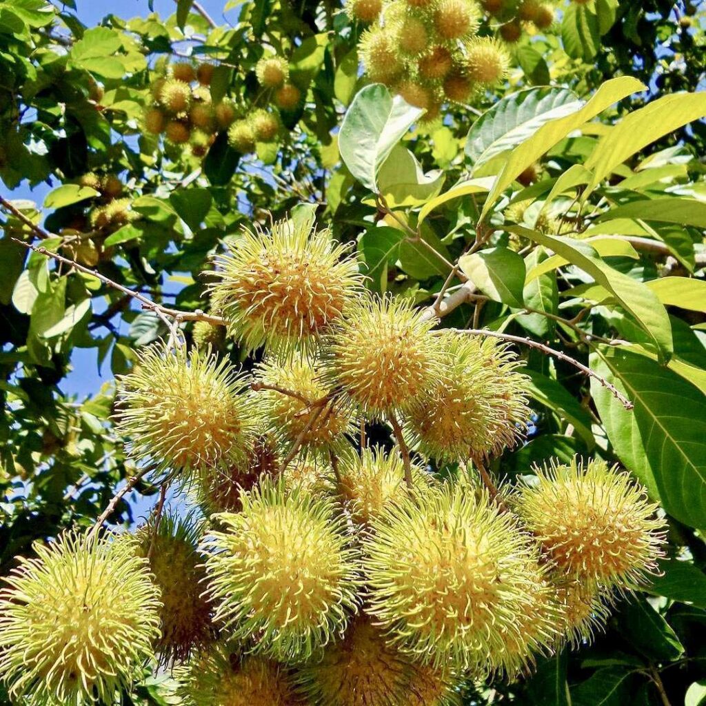 Grafted Yellow Rambután (Nephelium lappaceum) exotic fruit live tree 24 ...