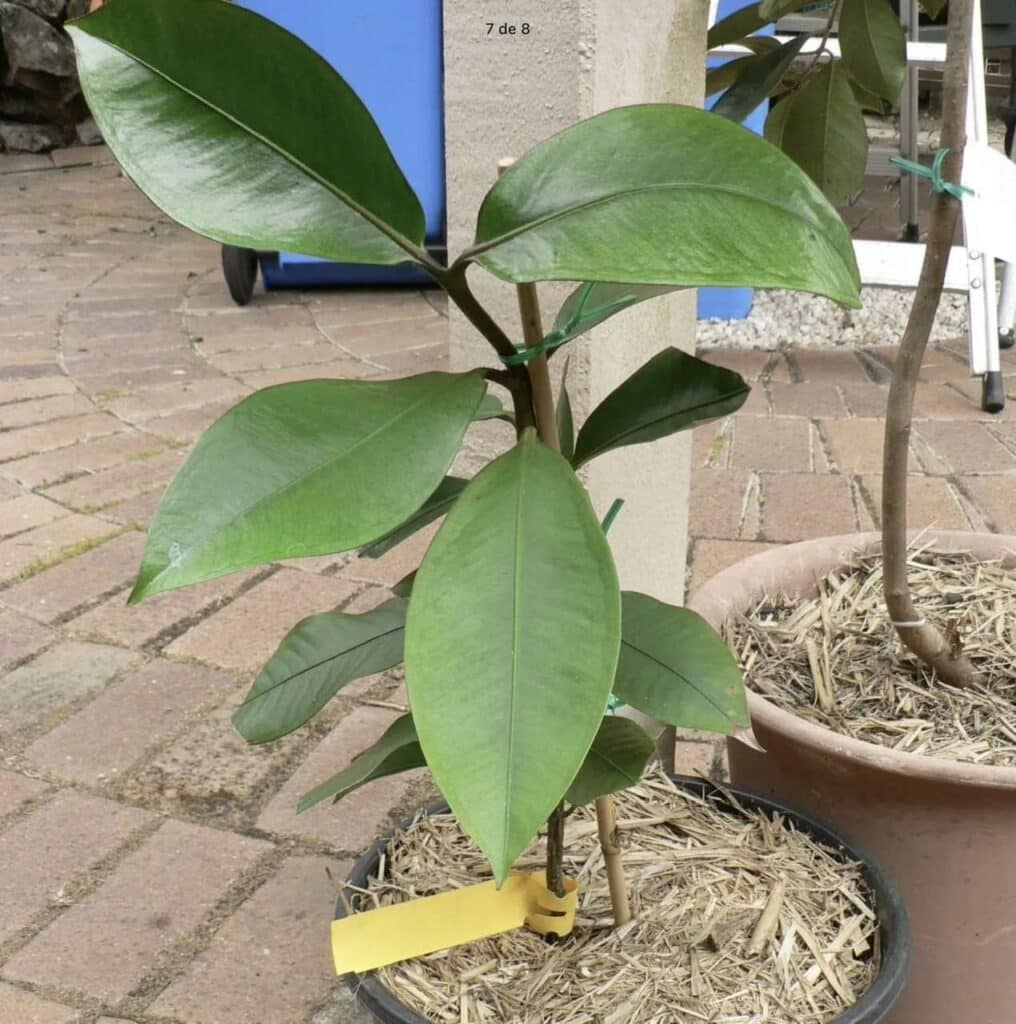 Mangosteen (Garcinia mangostana) Exotic fruit tree 10”-12” » Tropical ...