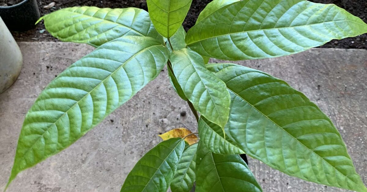 Cacao forastero (Theobroma cacao) tropical live fruit tree 1’-2’ feet ...