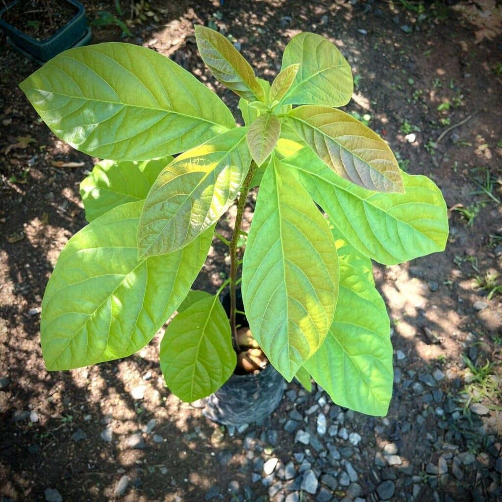 Avocado semil 34 (Persea americana) tropical live fruit tree 12”-24 ...
