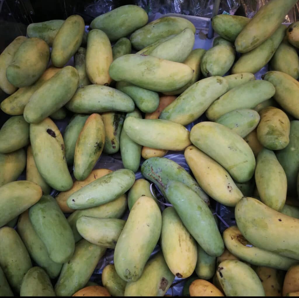 Big Grafted Mango mahachanok (mangifera) live fruit tree 3’-4’ feet ...