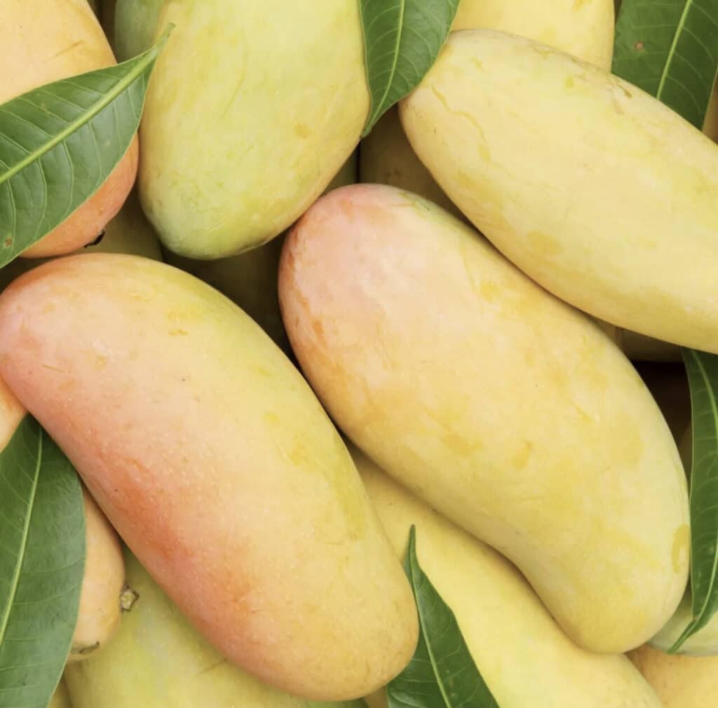 Big Grafted Mango mahachanok (mangifera) live fruit tree 3’-4’ feet ...