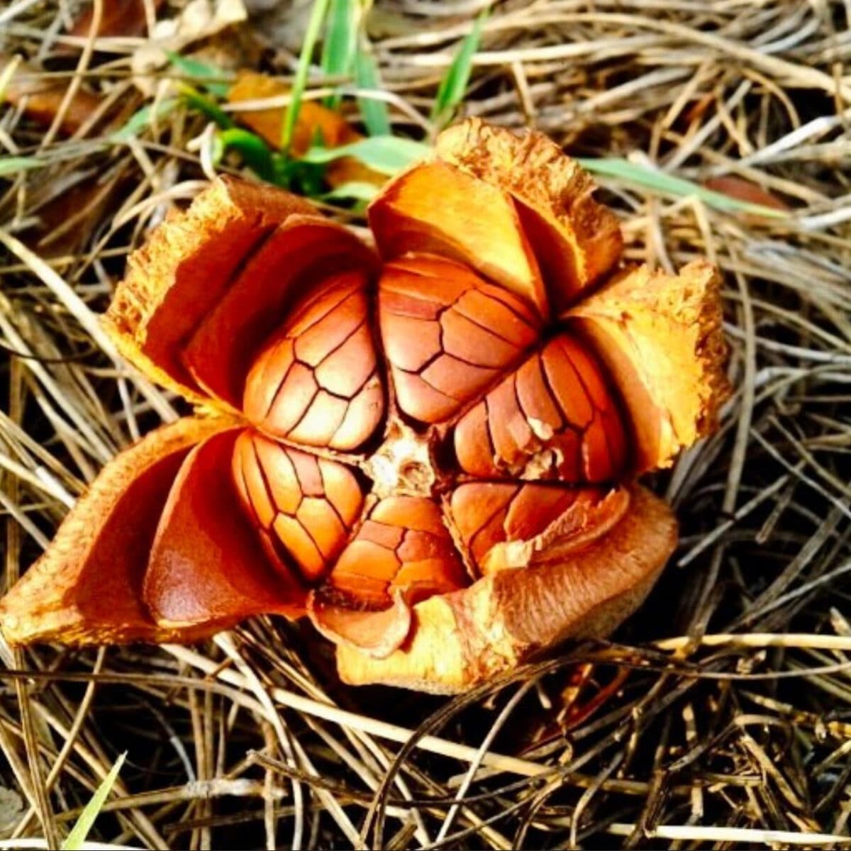 Cashew nut / pajuil ( Anacardium occidentale ) tropical fruit tree 12 ...