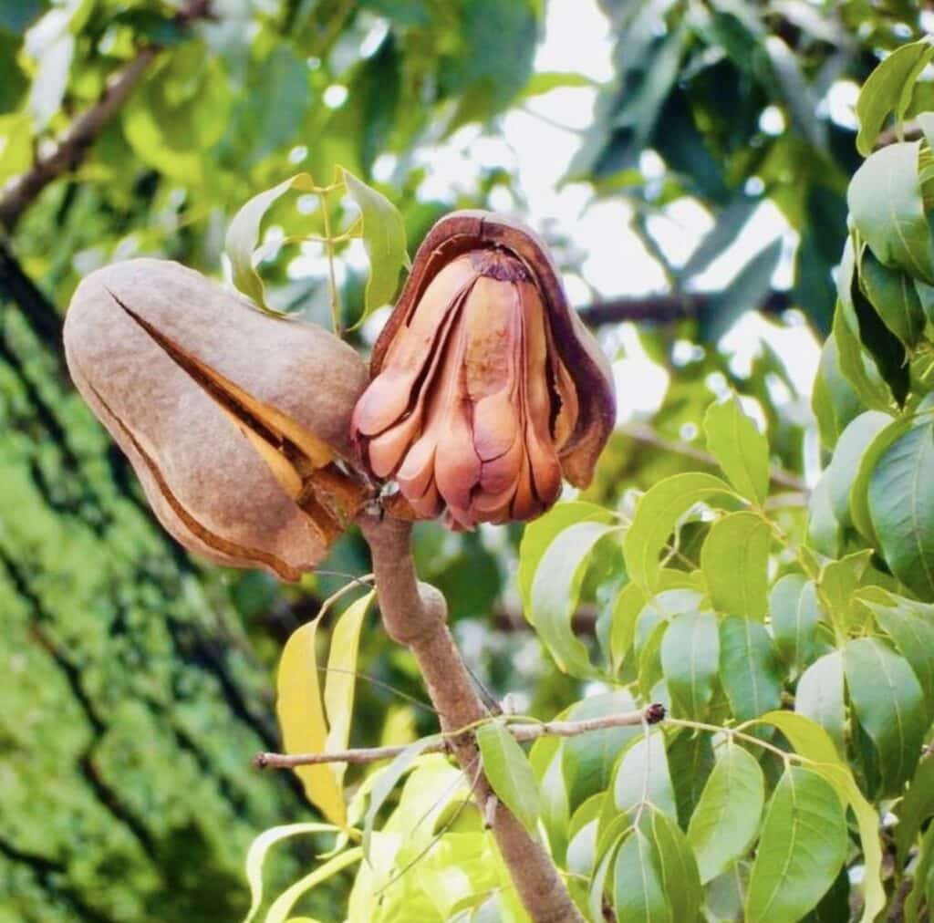 Majestic Mahogany (Swietenia Mahagoni ) tropical live tree 1' - 2' feet ...