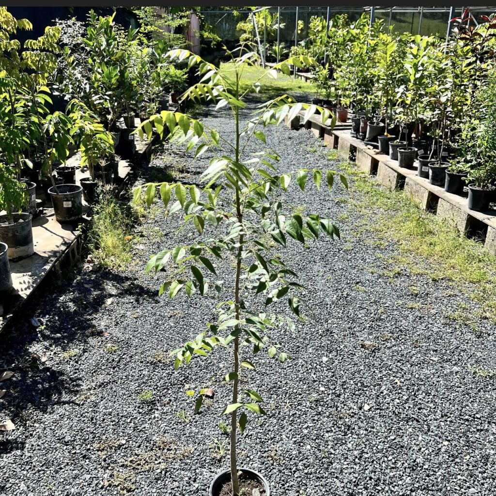 Majestic Mahogany (Swietenia Mahagoni ) tropical live tree 1' - 2' feet ...
