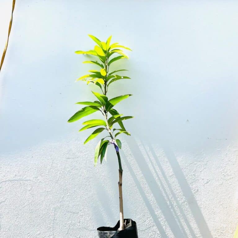 Ivory Mango tree (mangifera) tropical big live fruit tree 3’-4’ tall ...