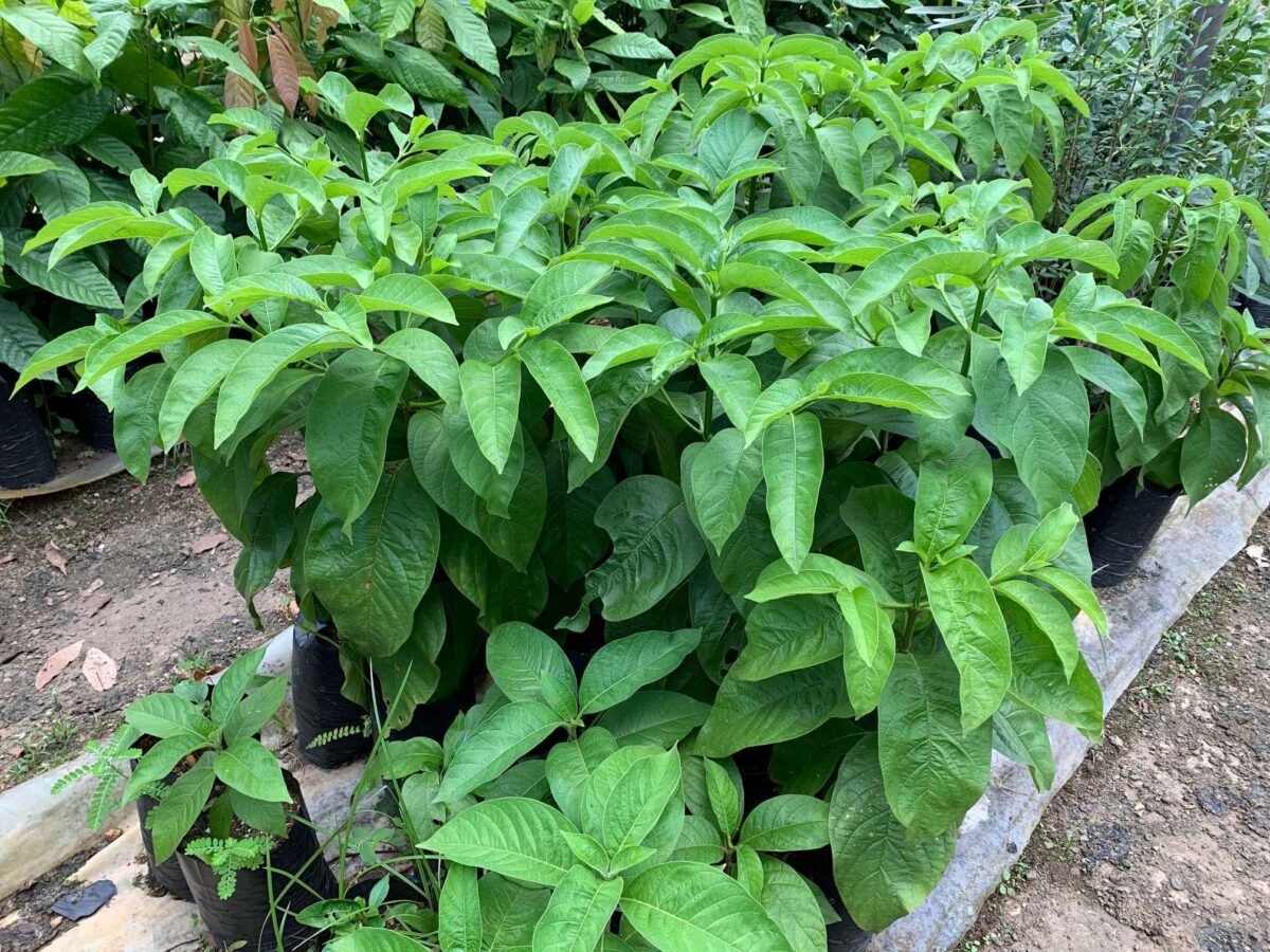 Round tamarind tropical fruit tree 1'-2' tall EXOTIC » Tropical Plantae