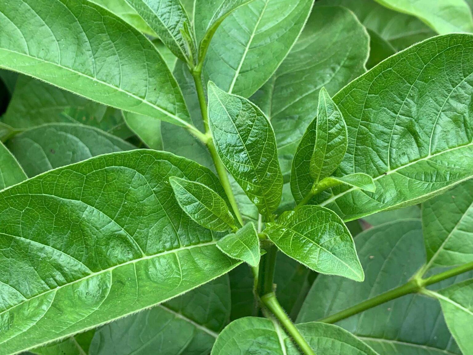 Round tamarind tropical fruit tree 1'-2' tall EXOTIC » Tropical Plantae