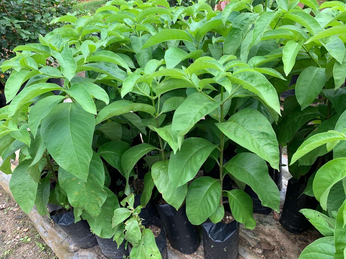 Round tamarind tropical fruit tree 1'-2' tall EXOTIC » Tropical Plantae