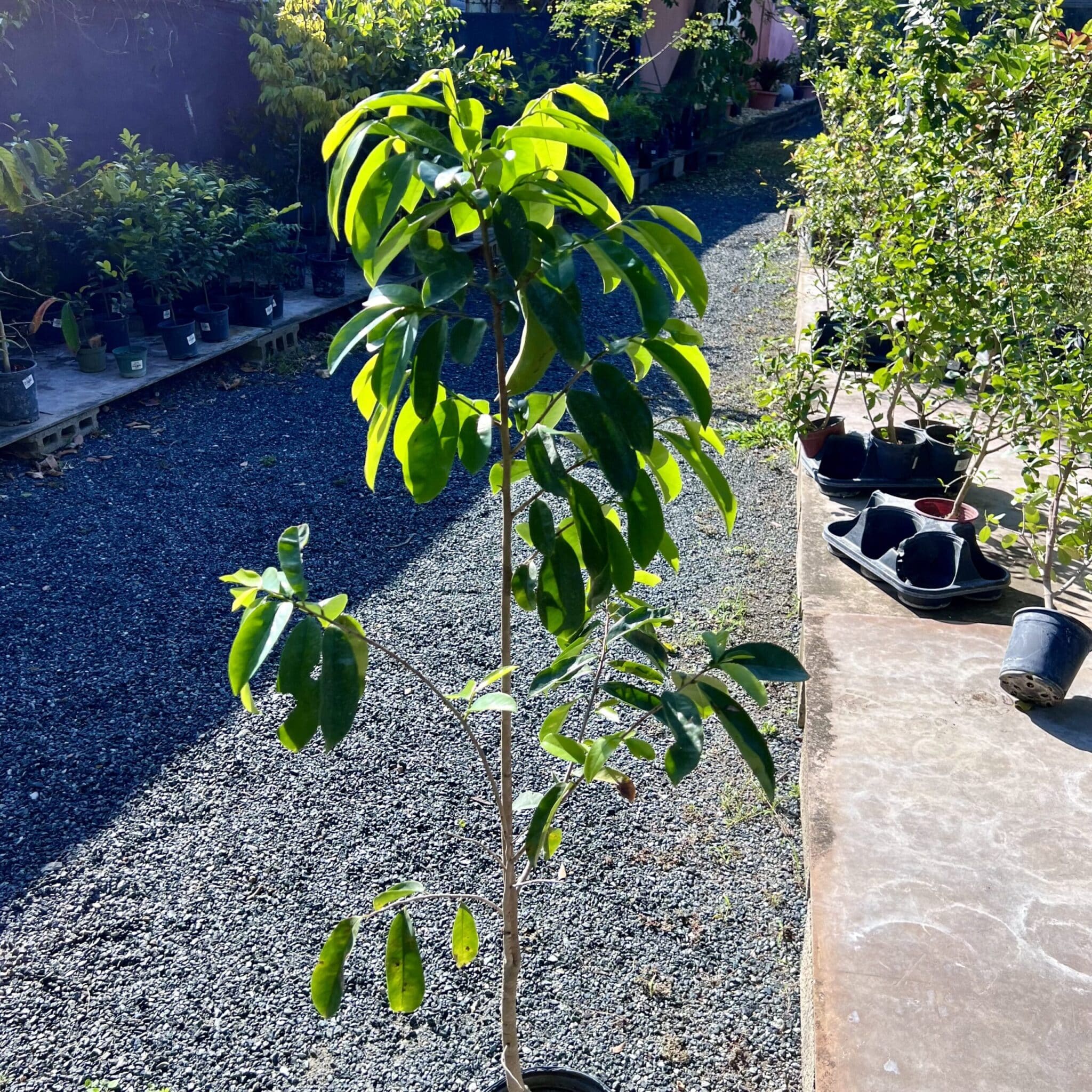 Golden Yellow Soursop (Annona muricata ) live fruit tree 3'-4 feet ...