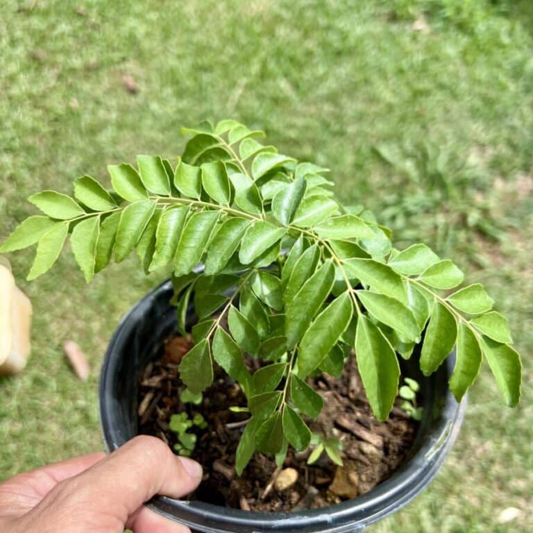 Curry tree (Murraya koenigii) live tree » Tropical Plantae