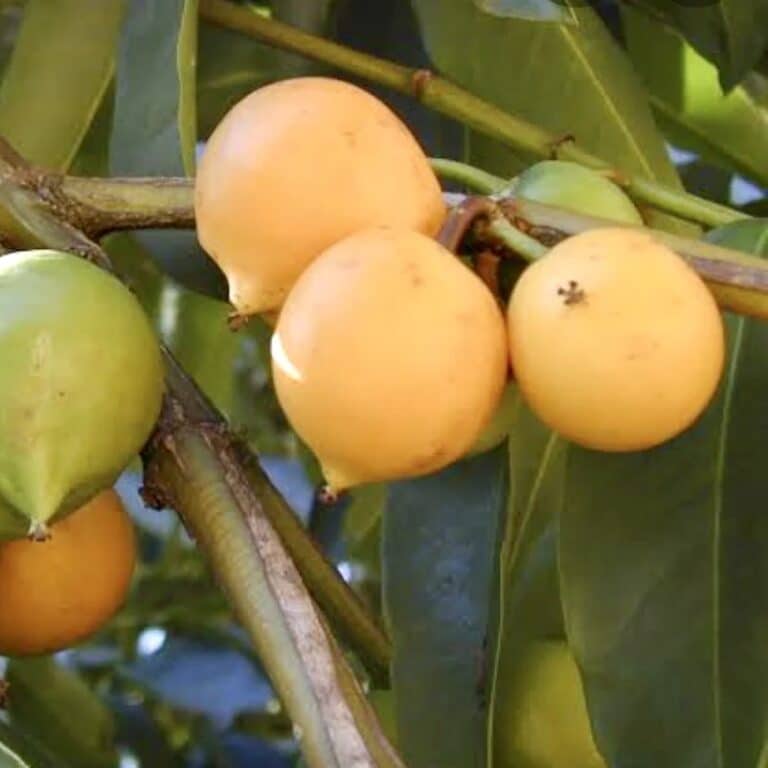 Golden Yellow Soursop (Annona muricata ) live fruit tree 3'-4 feet ...