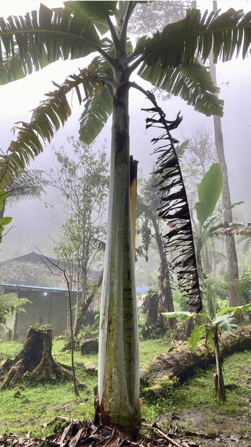 Largest giant banana live fruit plant ( musa ingens) seedlings ...