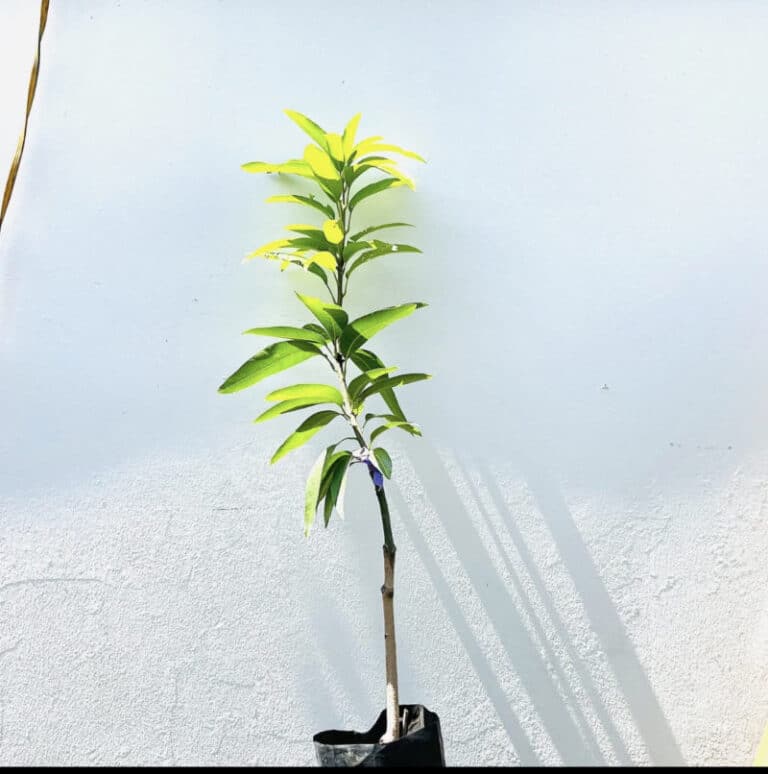 Grafted Mango Keitt (mangifera) live fruit tree 3’-4’ feet tall ...