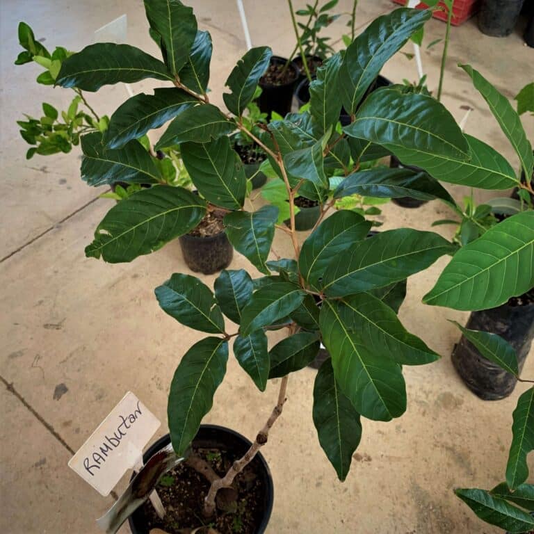 Grafted Rambután (Nephelium lappaceum) exotic fruit tree 2’-3’ feet ...