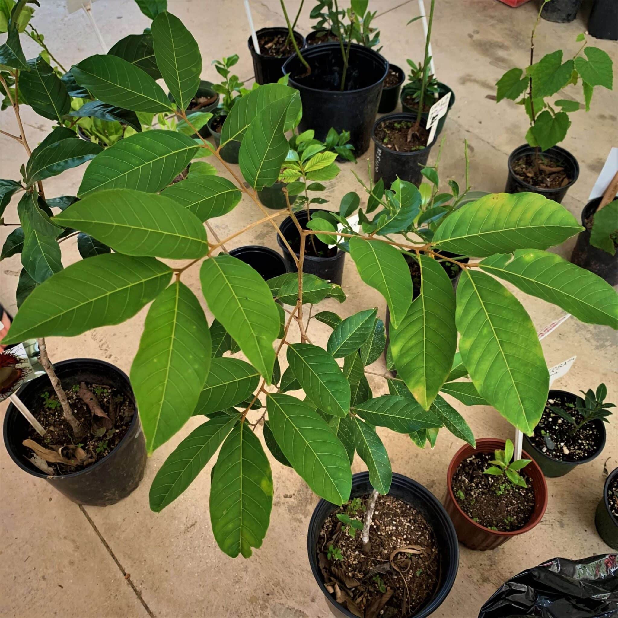 Largest giant banana live fruit plant ( musa ingens) seedlings ...