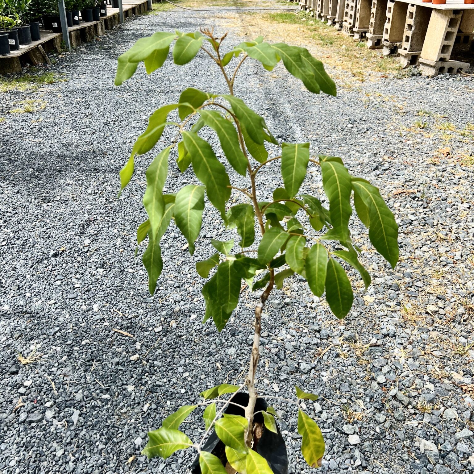 Largest giant banana live fruit plant ( musa ingens) seedlings ...