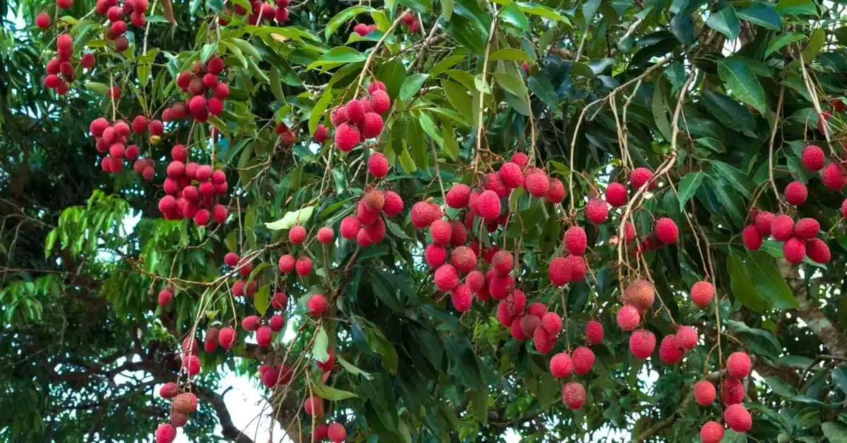 Lychee Fruit Tree (Litchi chinensis) live tree 12" -24" inches ...