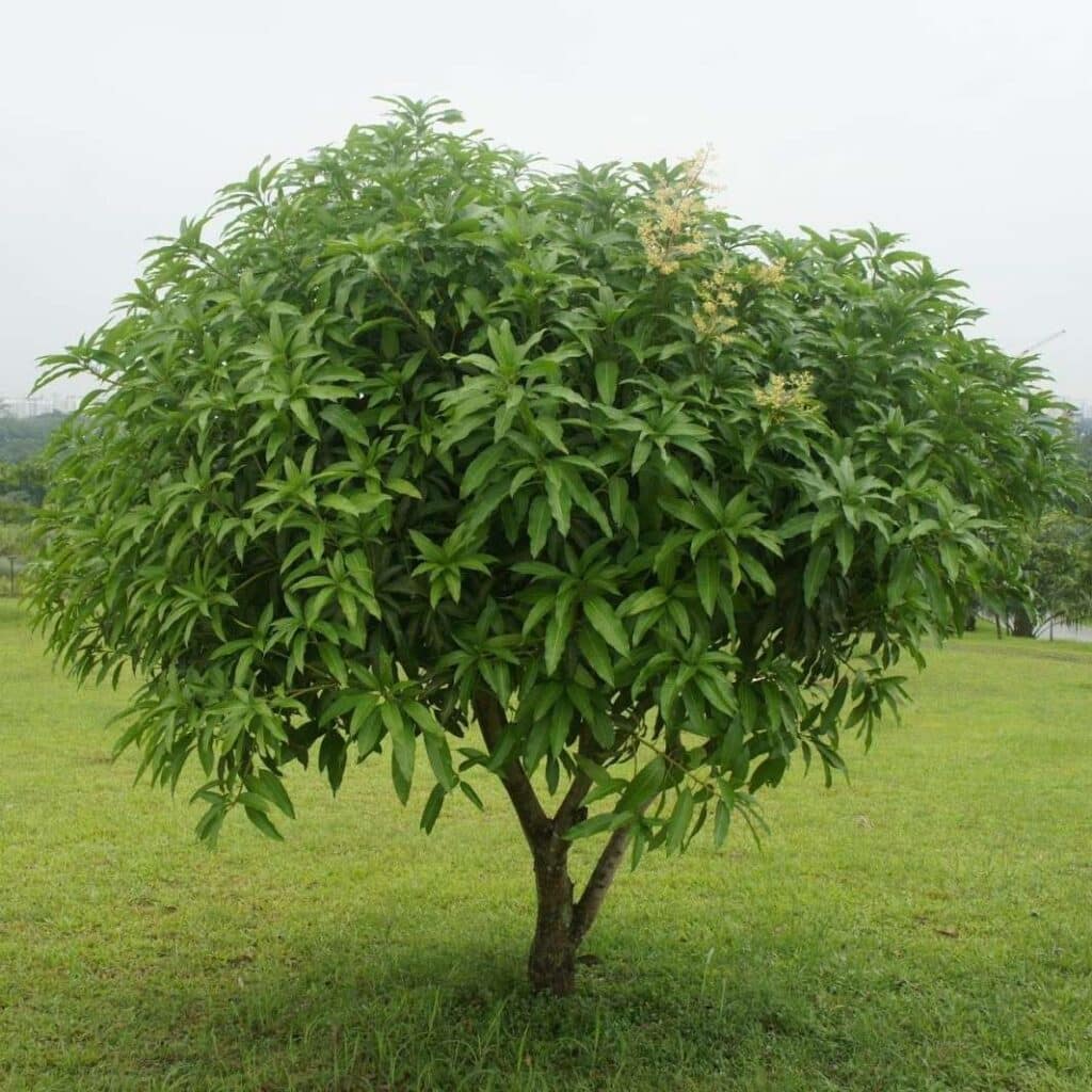 Mango Haden ( mangifera) tropical fruit tree 12"-24" » Tropical Plantae