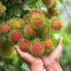 Grafted Rambután (Nephelium lappaceum) exotic fruit tree 2’-3’ feet ...