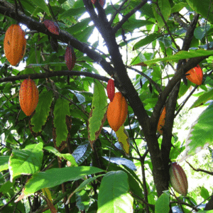 Cacao forastero (Theobroma cacao) tropical live fruit tree 1’-2’ feet ...