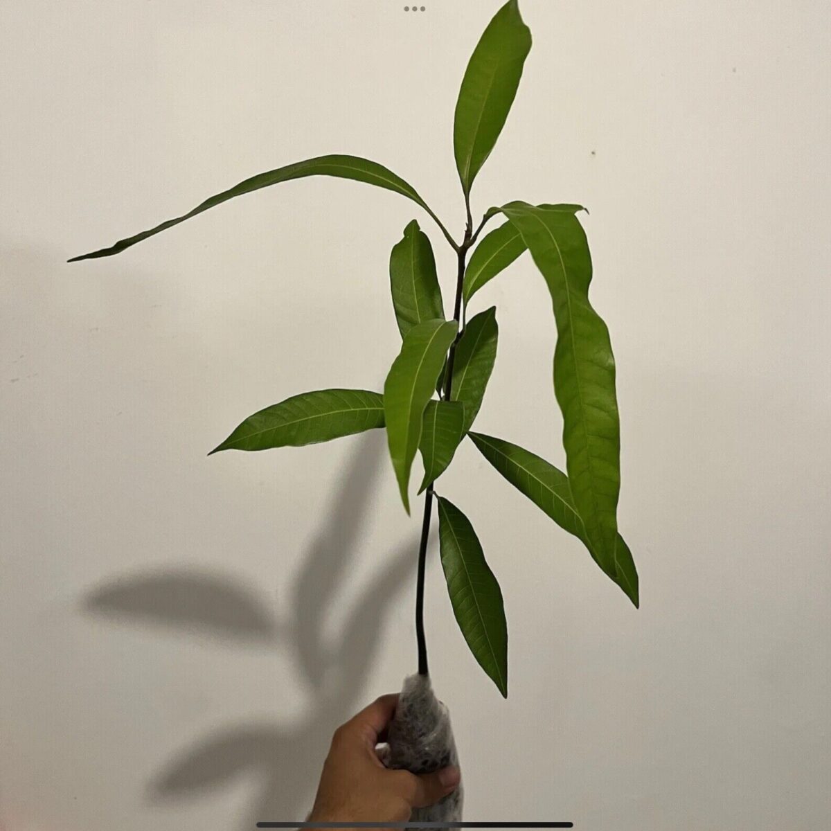 Grafted Rambután (Nephelium lappaceum) exotic fruit tree 2’-3’ feet ...