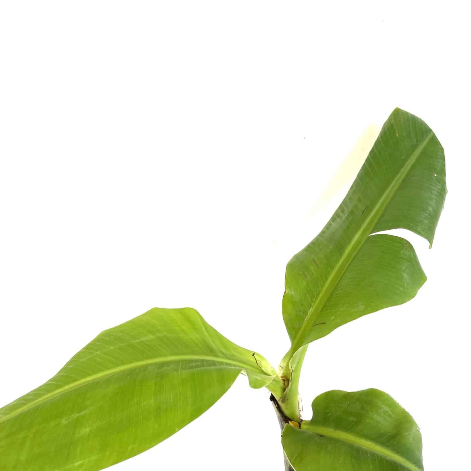 Largest giant banana live fruit plant ( musa ingens) seedlings ...