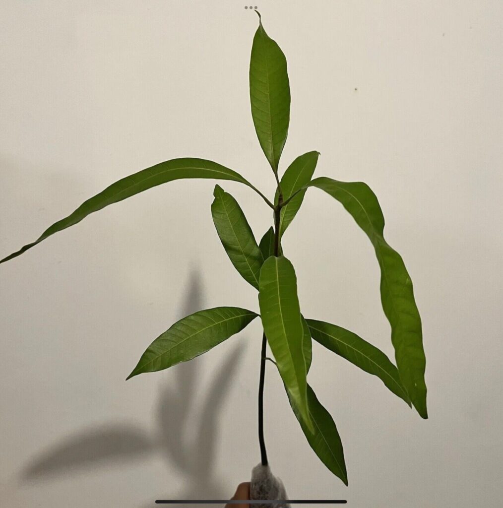 Mango Haden ( mangifera) tropical fruit tree 12"-24" » Tropical Plantae