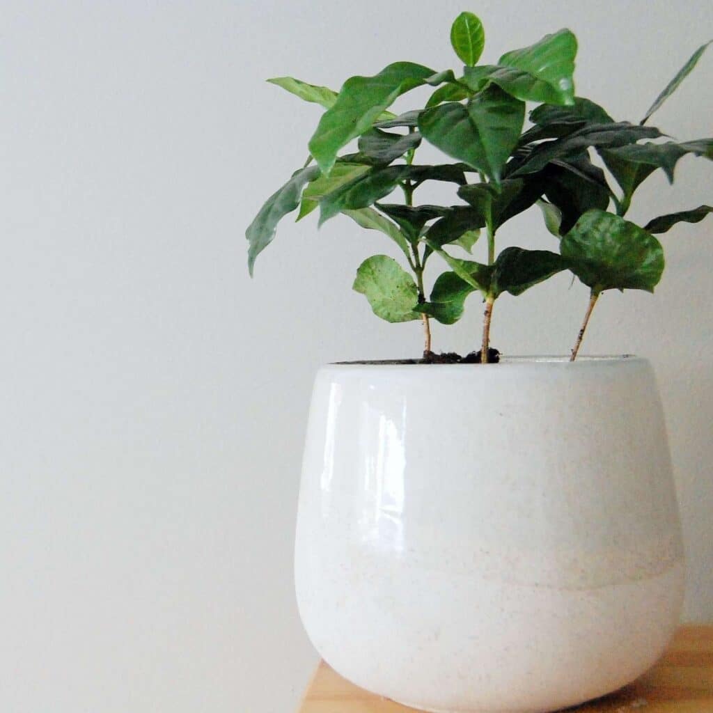 Coffee tree (Coffea) live tropical fruit tree 12"-18" » Tropical Plantae