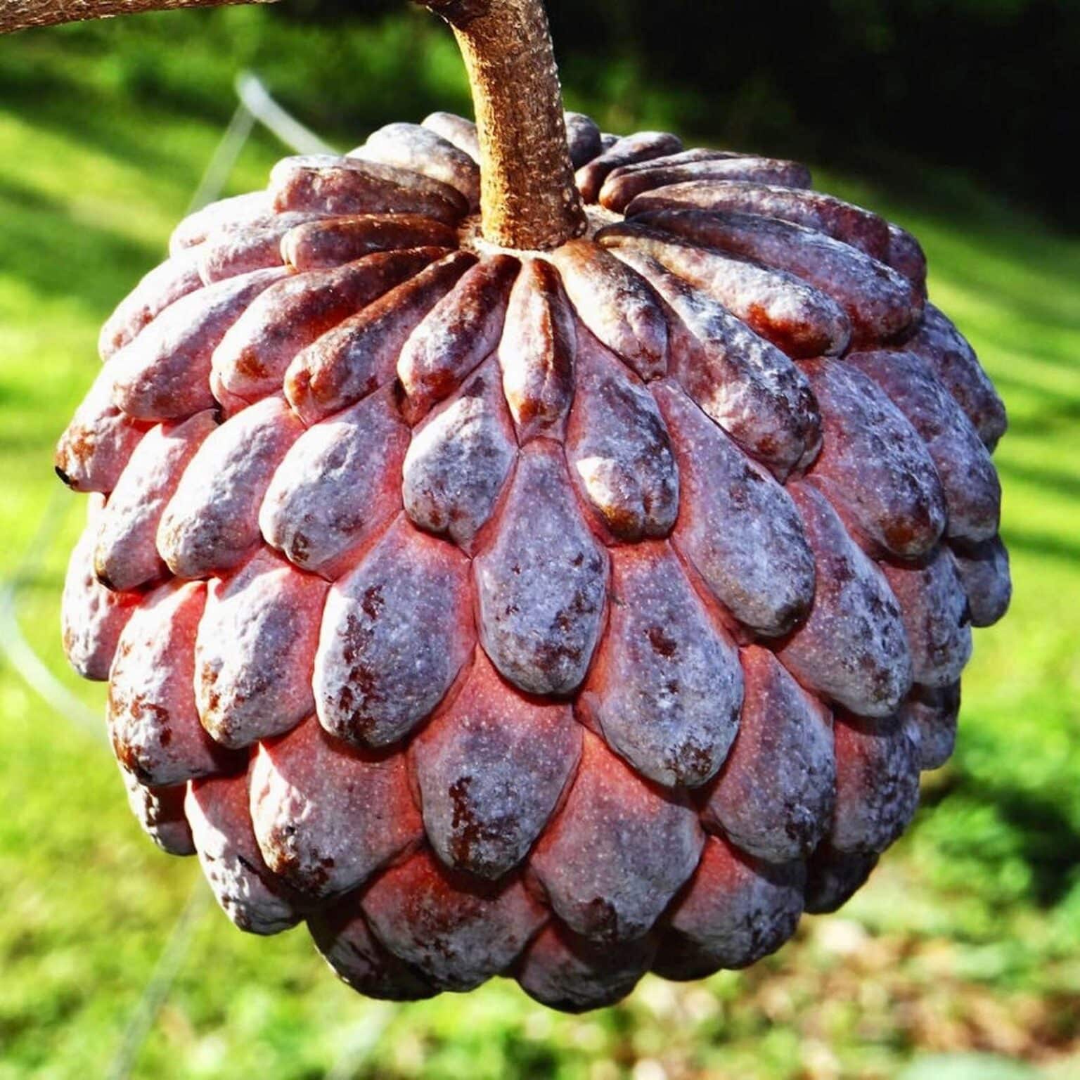 Red Sugar apple (Annona squamosa ) Vibrant live fruit tree 12”-24” Thriving » Tropical Plantae