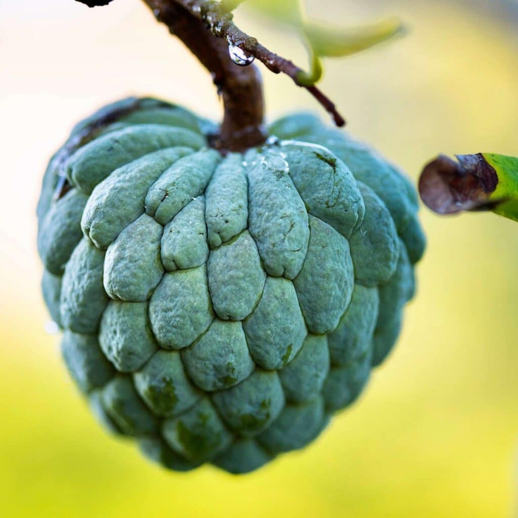 Red Sugar apple (Annona squamosa ) Vibrant live fruit tree 12”-24 ...