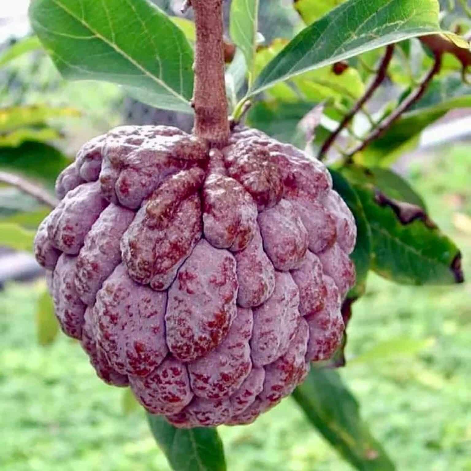 Red Sugar apple (Annona squamosa ) Vibrant live fruit tree 12”-24 ...