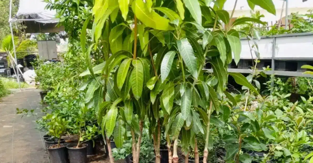 Coconut Cream mango tree (mangifera) tropical big live fruit tree 3’-4 ...