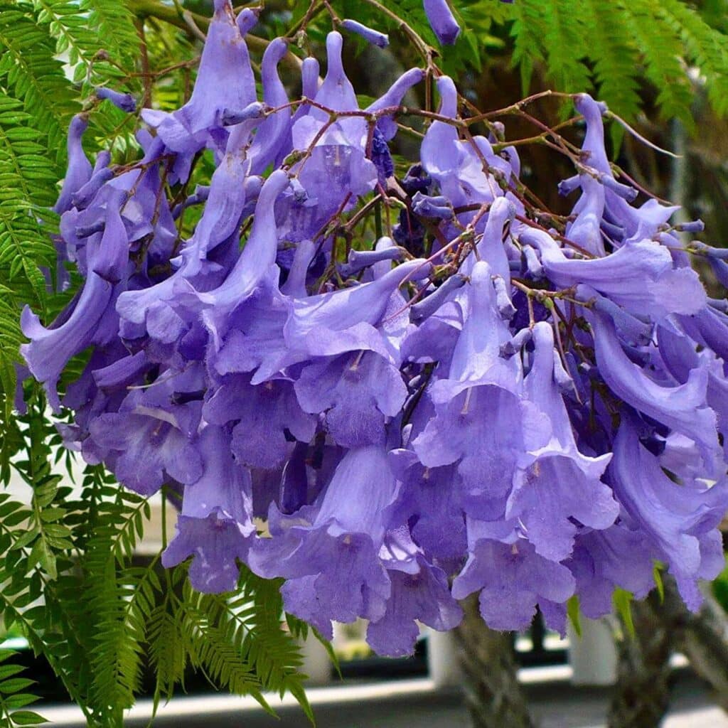 Big Jacaranda blue tree (jacaranda mimosifolia) tropical exotic tree 2 ...
