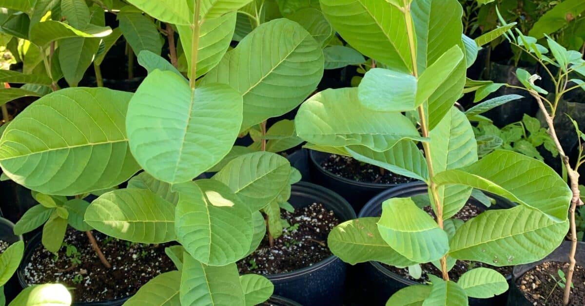 Indonesian Seedless Guava (Psidium guajava ) live fruit tree 1’-2’ feet ...