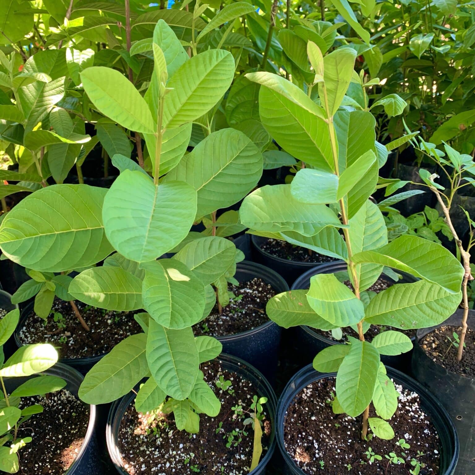 Indonesian Seedless Guava (Psidium guajava ) live fruit tree 1’-2’ feet ...