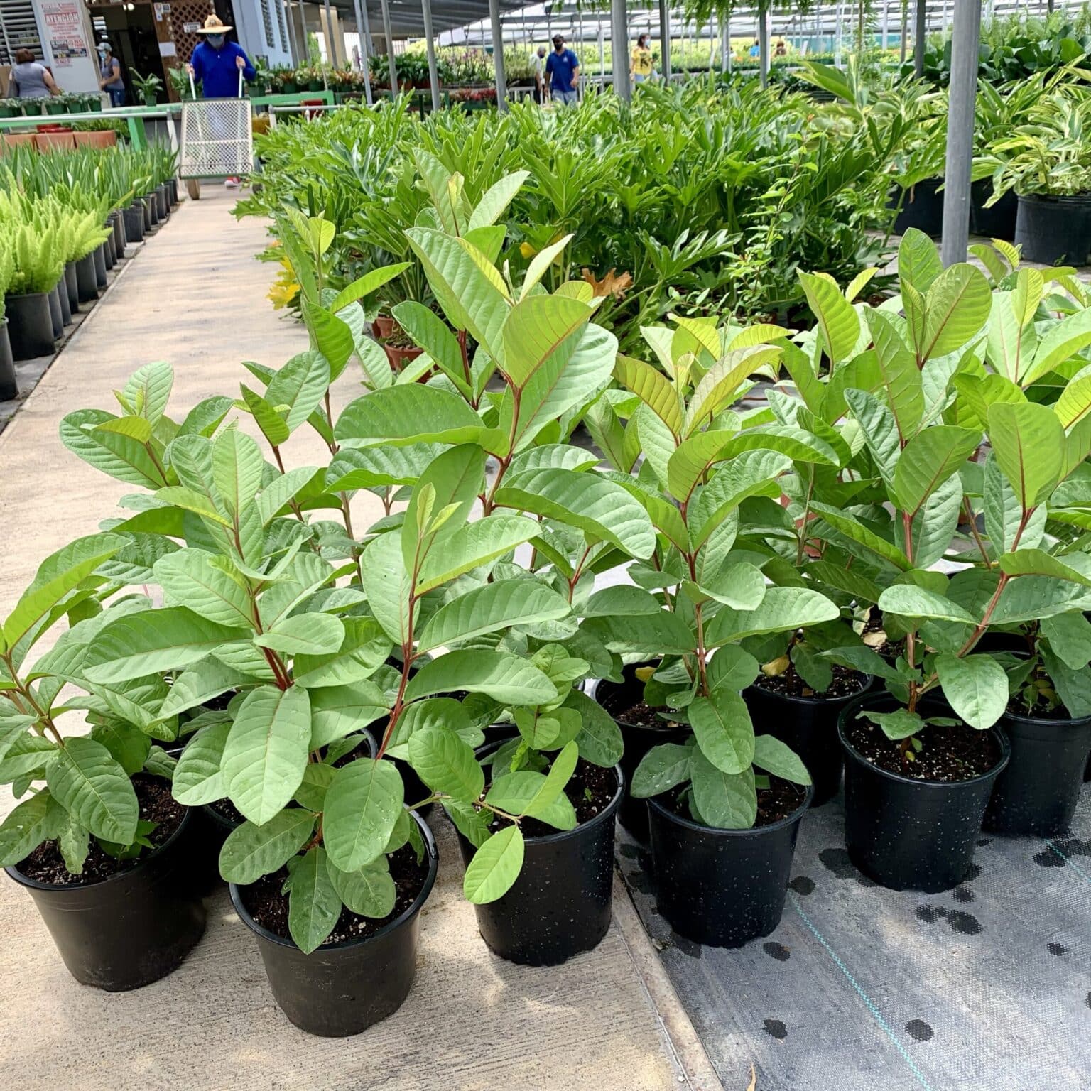 Mexican Guava (Psidium guajava )fruit tree 1’-2’ » Tropical Plantae