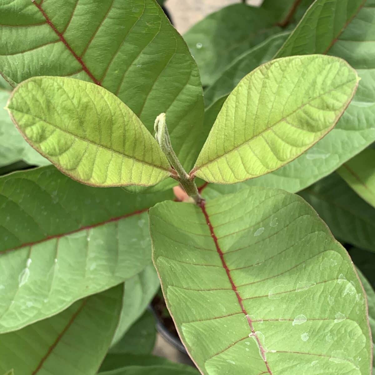 Mexican Guava (Psidium guajava )fruit tree 1’-2’ » Tropical Plantae