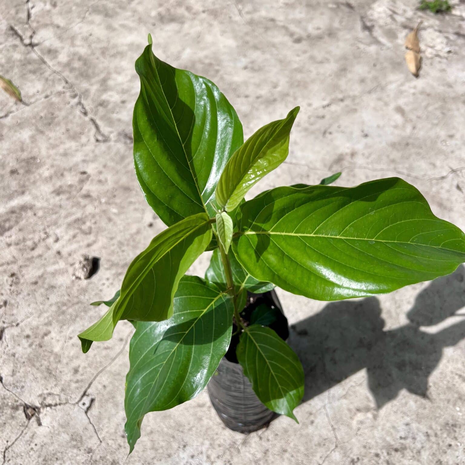 Soldierwood [Colubrina elliptica] tropical live fruit tree 12"-24 ...