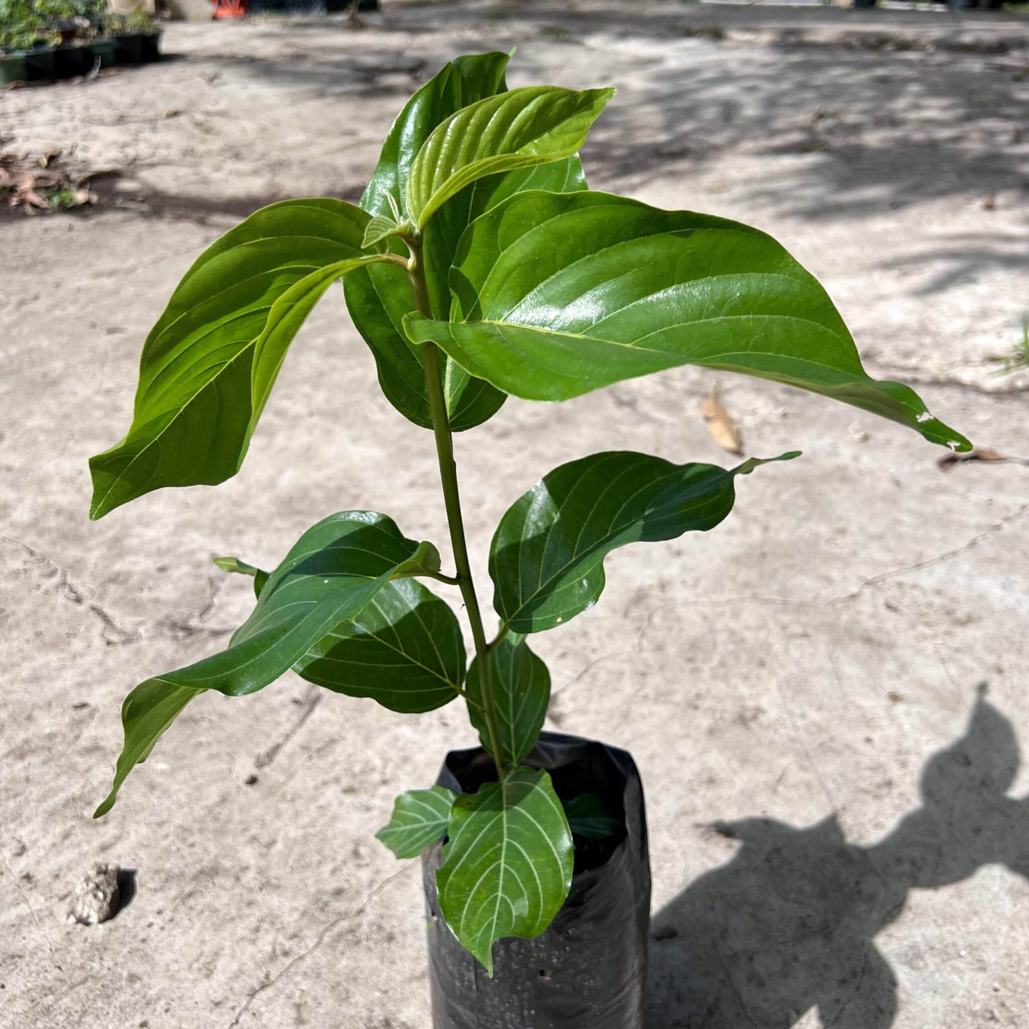 Soldierwood [Colubrina elliptica] tropical live fruit tree 12"-24 ...