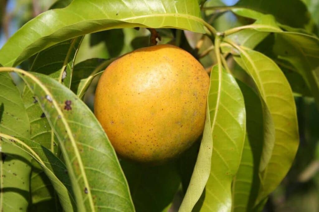 Grafted ‘ Cubano’ Mango tropical Big fruit tree 3'-4' feet tall ...