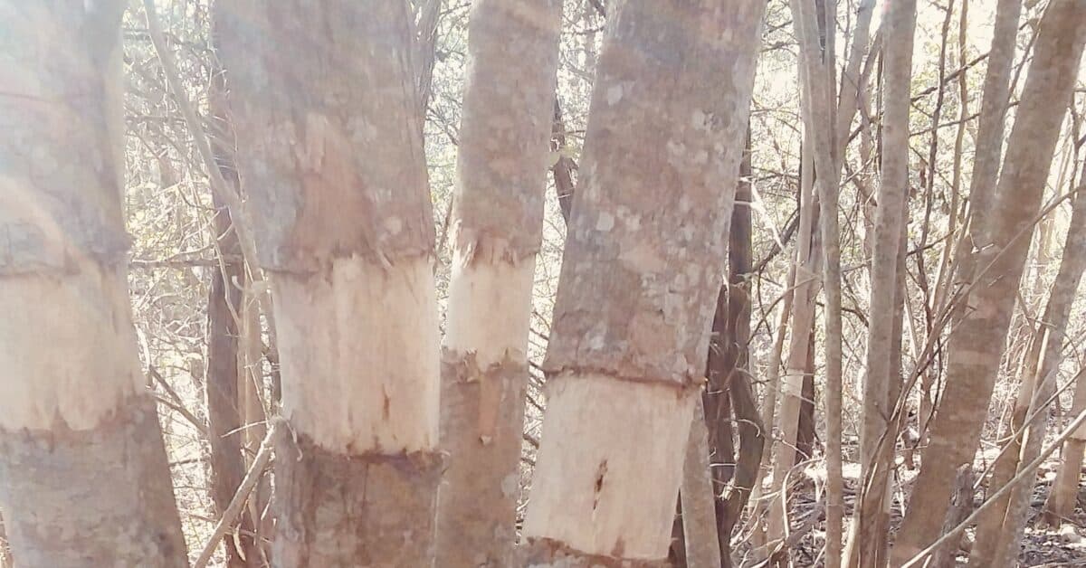 Soldierwood [Colubrina elliptica] tropical live fruit tree 12"-24 ...