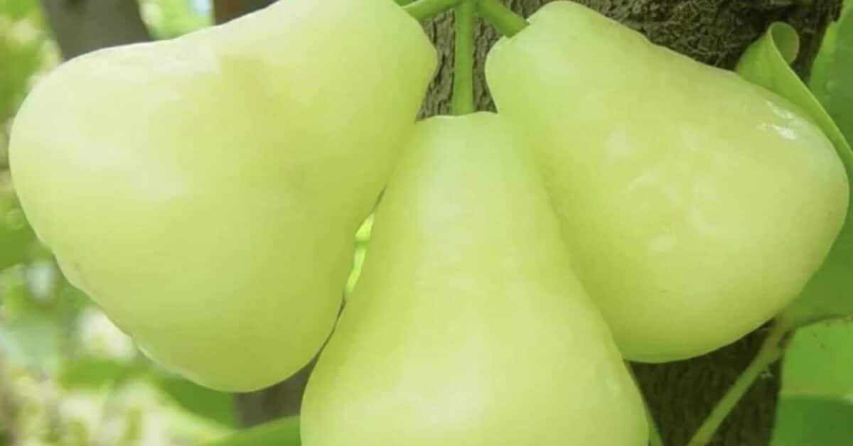 Green Wax jambu (Syzygium samarangense ) fruit tree 12"- 24" » Tropical ...