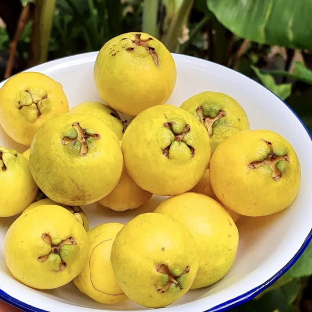 Red Guava tropical fruit tree 12”-24” » Tropical Plantae